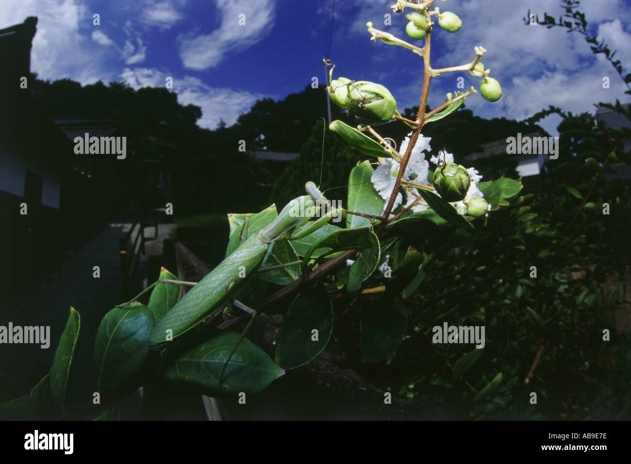 Marvelous World Insect Mantis Locust Stock Photo - Alamy