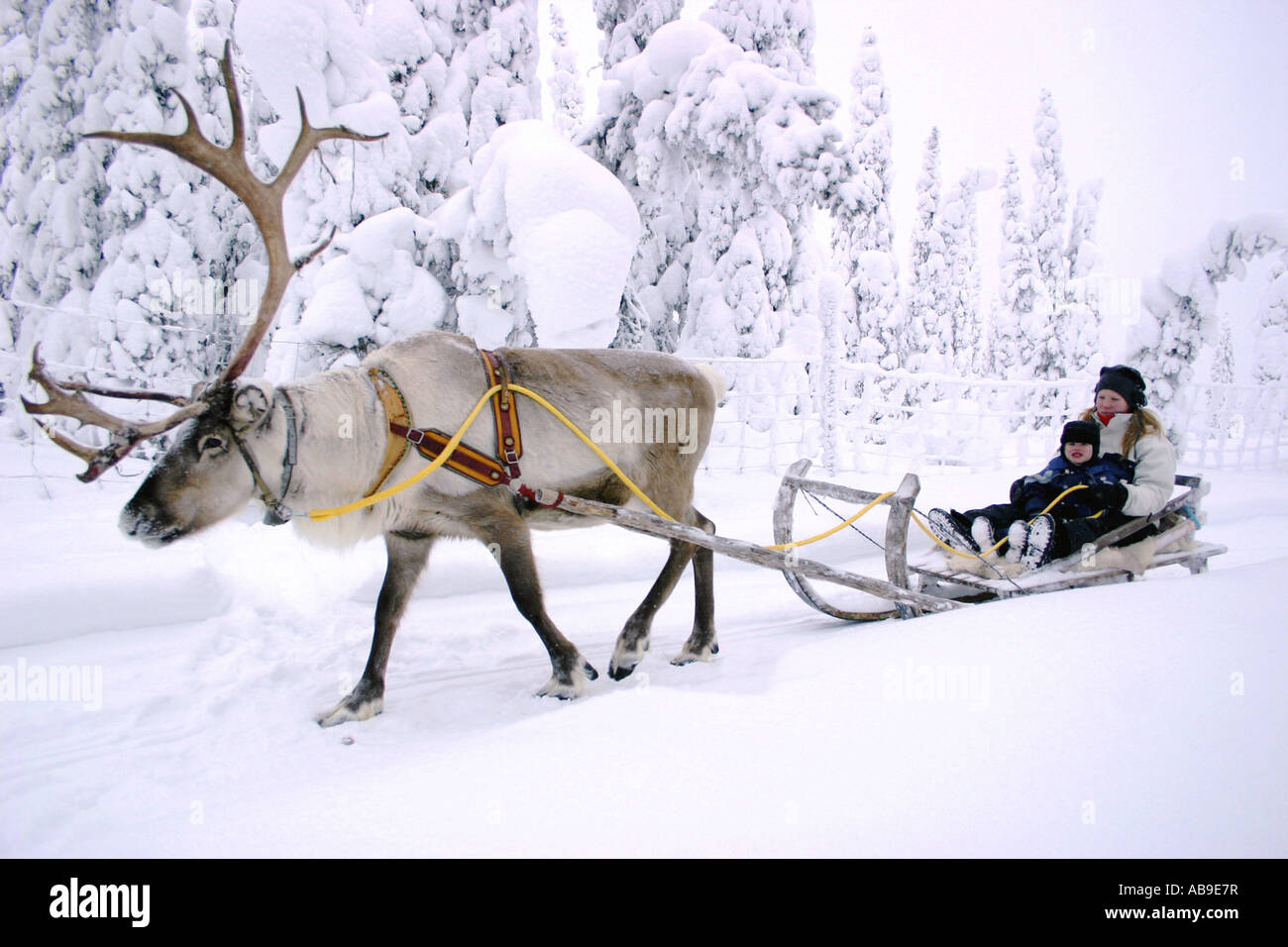 reindeer (Rangifer tarandus), driving a reindeer sledge in snowy ...