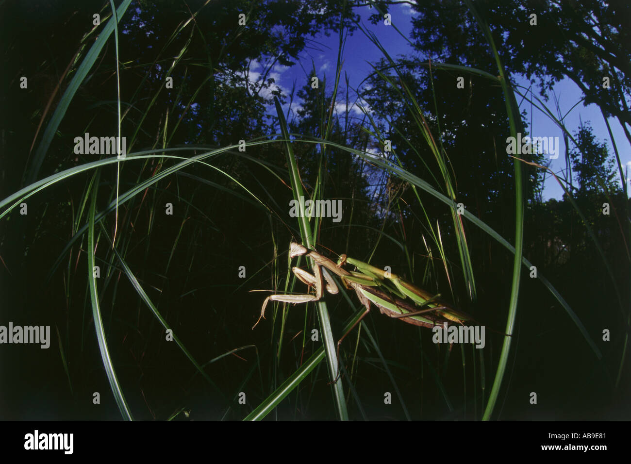Praying mantis mating hi-res stock photography and images - Alamy