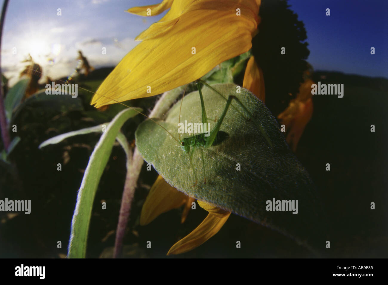 Marvelous World Insect Mantis Locust Stock Photo - Alamy