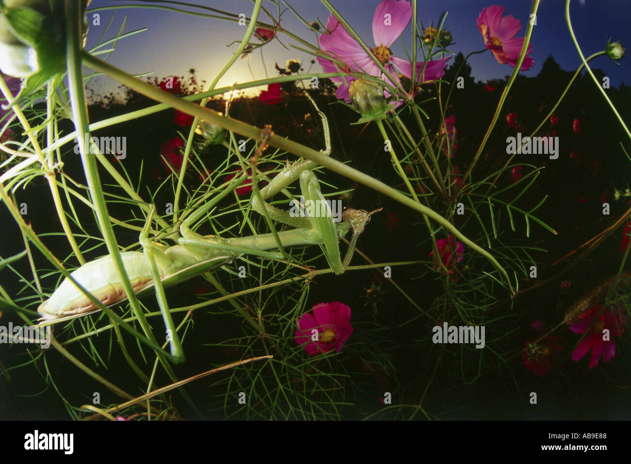 Marvelous World Insect Mantis Locust Stock Photo - Alamy