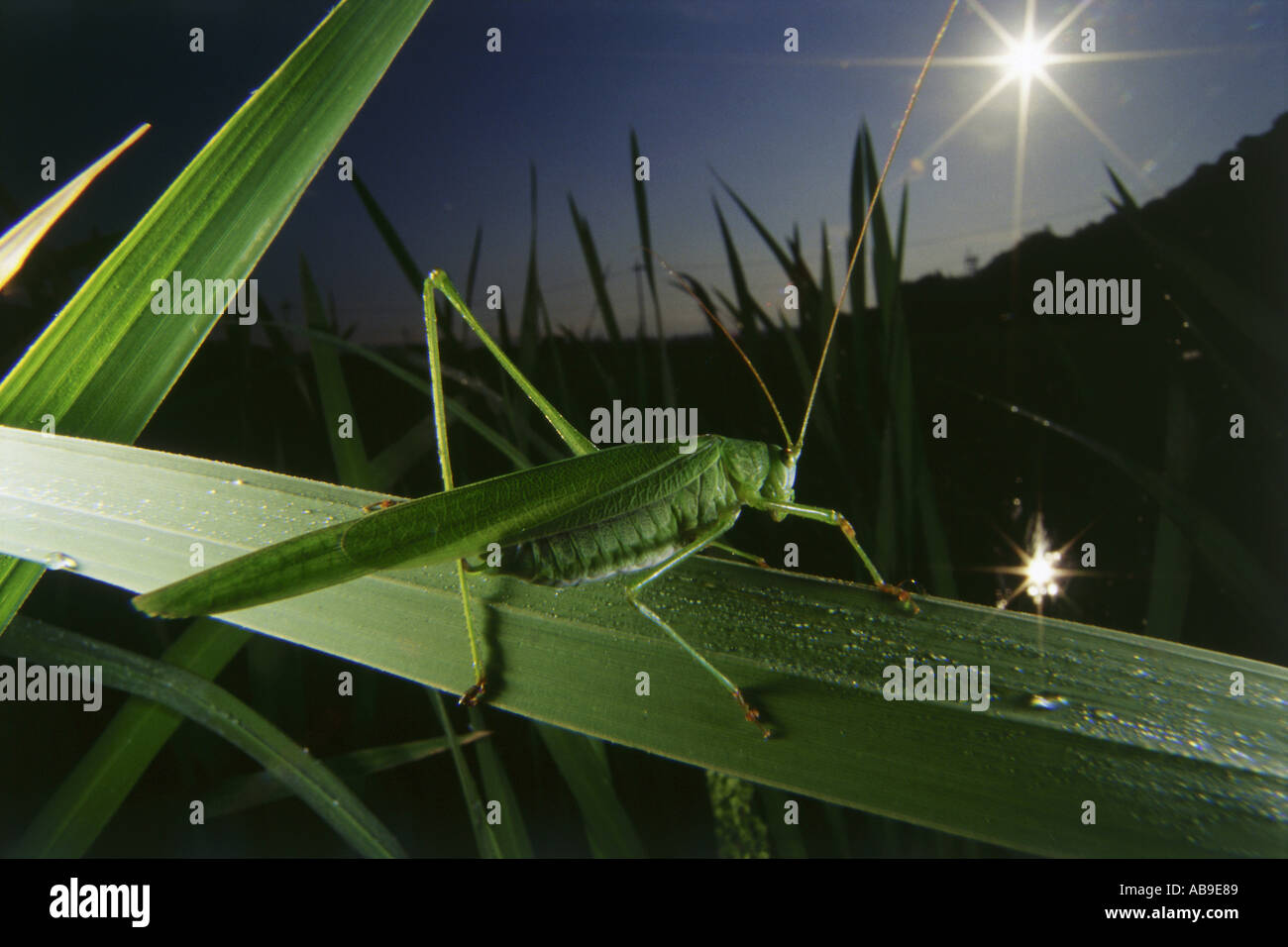 Marvelous World Insect Mantis Locust Stock Photo - Alamy