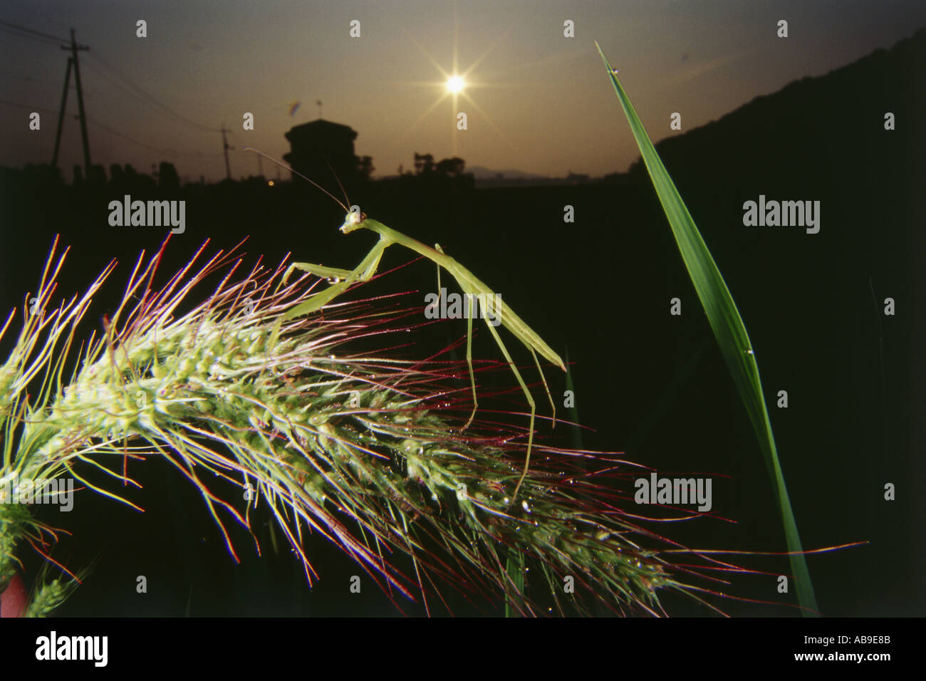 Marvelous World Insect Mantis Locust Stock Photo - Alamy