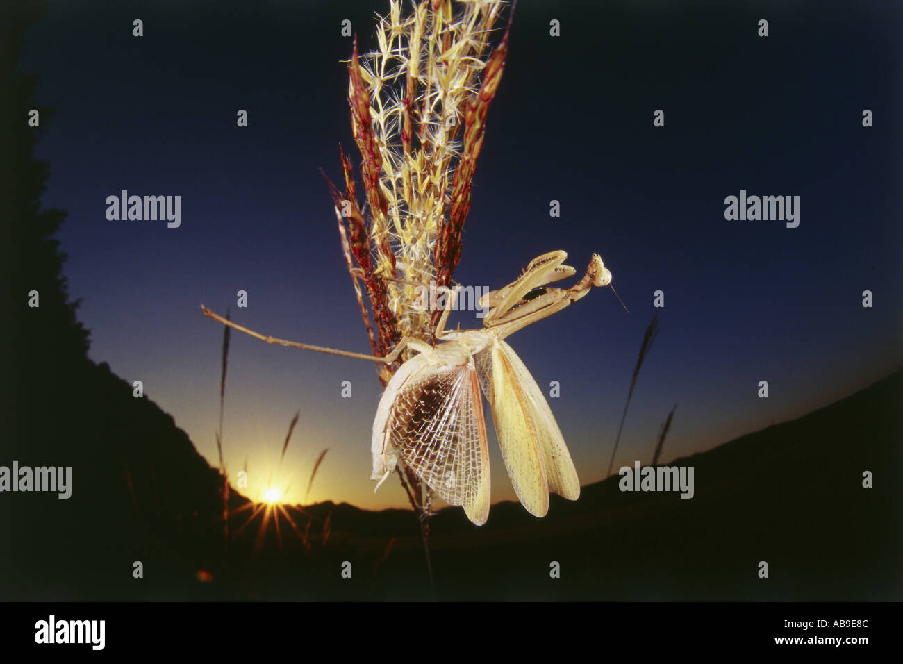 Marvelous World Insect Mantis Locust Stock Photo - Alamy