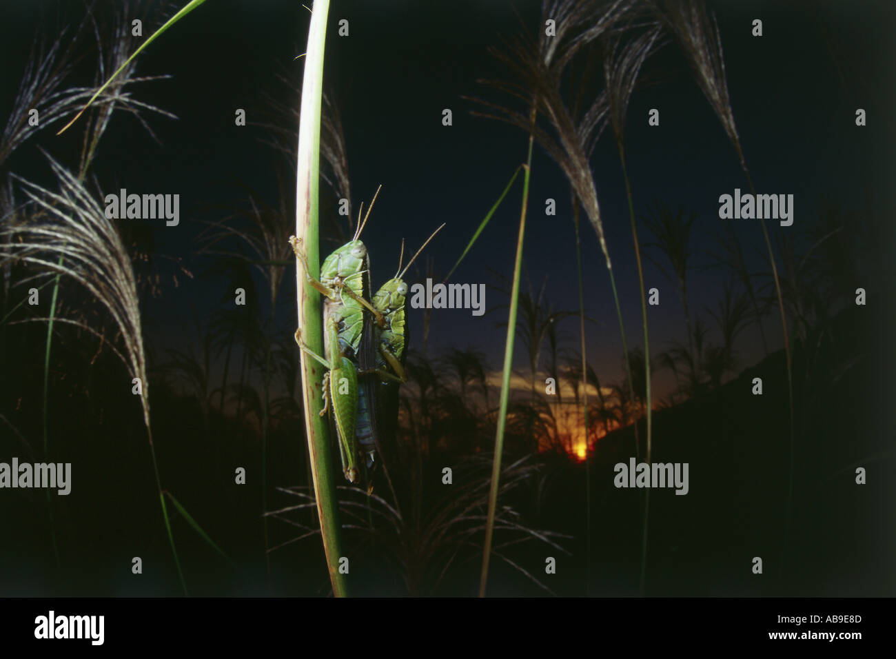 Mantis grasshopper locust insect hi-res stock photography and images ...