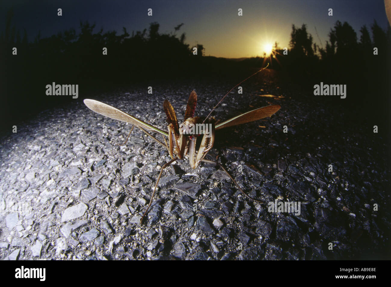 Marvelous World Insect Mantis Locust Stock Photo - Alamy