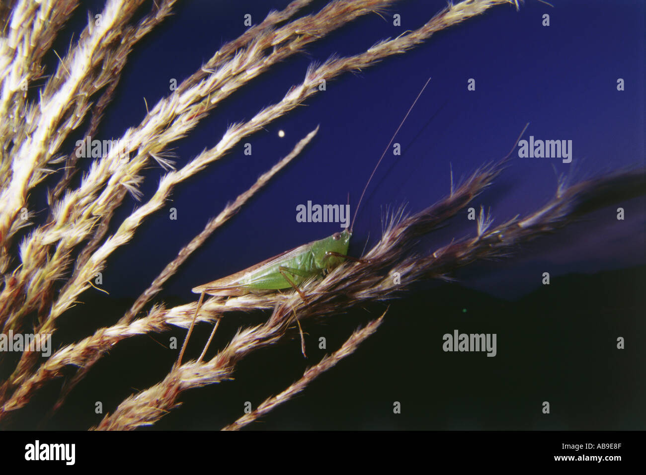Marvelous World Insect Mantis Locust Stock Photo - Alamy