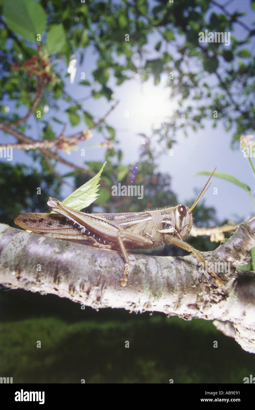 Marvelous World Insect Mantis Locust Stock Photo - Alamy