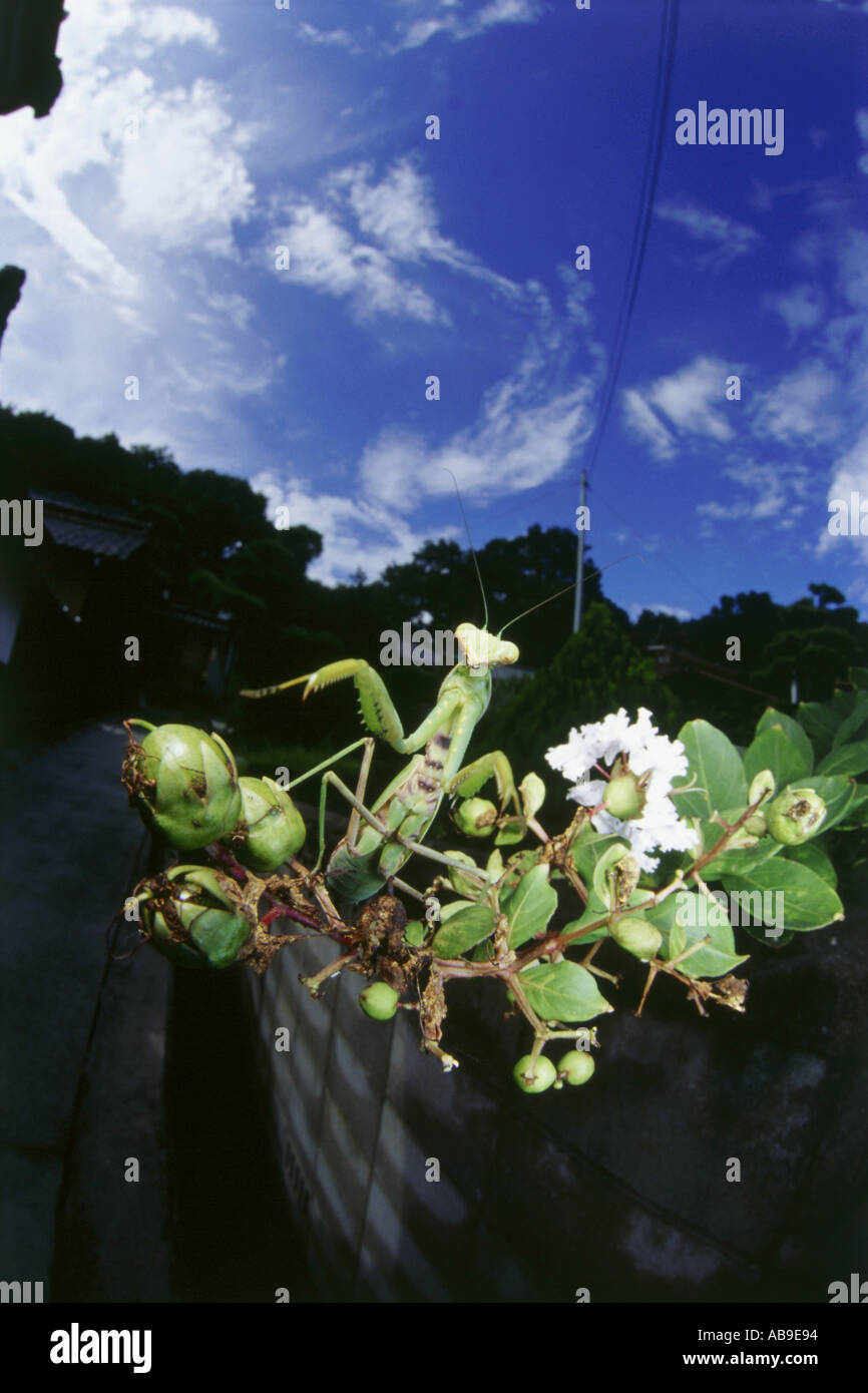 Marvelous World Insect Mantis Locust Stock Photo - Alamy