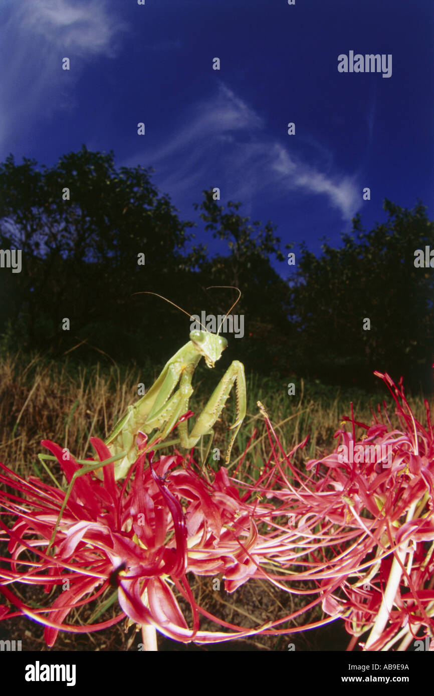 Marvelous World Insect Mantis Locust Stock Photo - Alamy