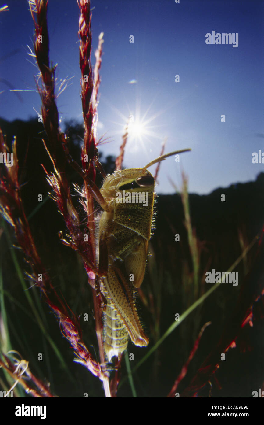 Marvelous World Insect Mantis Locust Stock Photo - Alamy