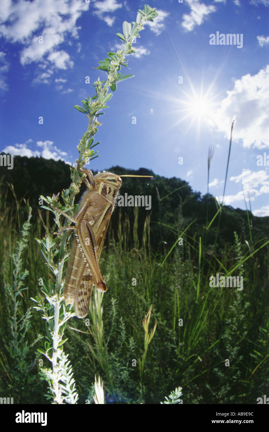 Marvelous World Insect Mantis Locust Stock Photo - Alamy