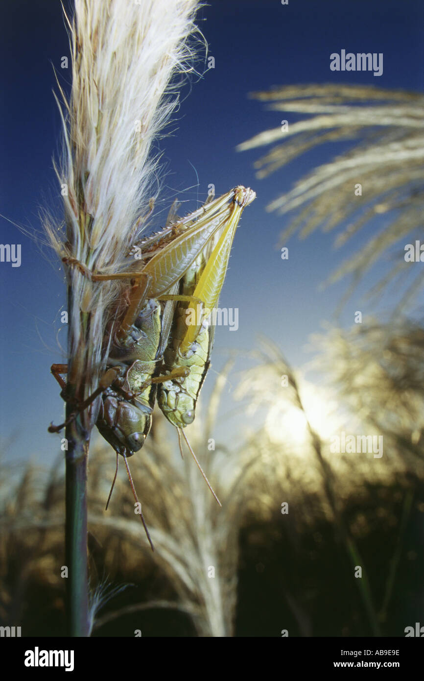 Marvelous World Insect Mantis Locust Stock Photo - Alamy