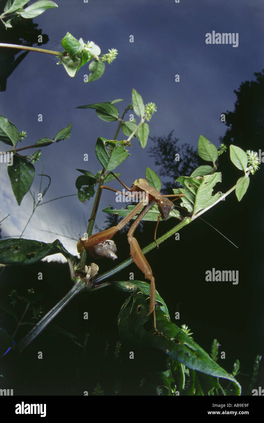 Marvelous World Insect Mantis Locust Stock Photo - Alamy
