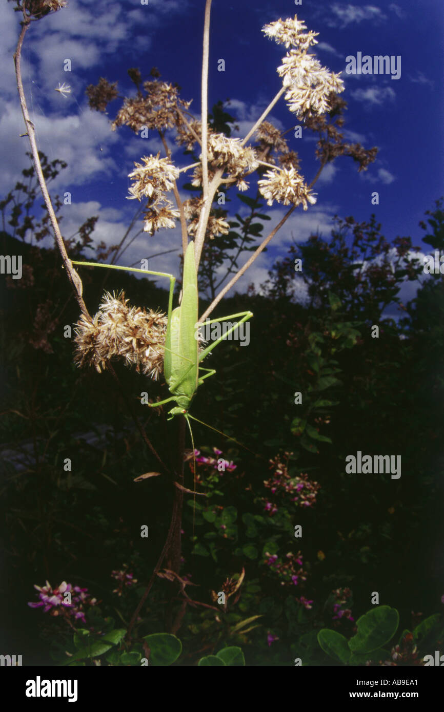 Marvelous World Insect Mantis Locust Stock Photo - Alamy