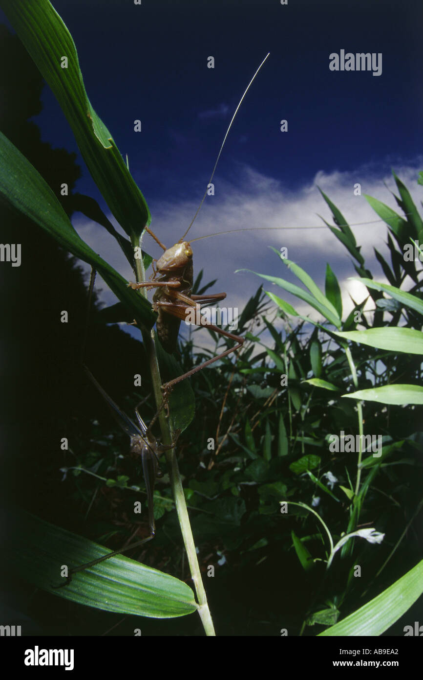 Marvelous World Insect Mantis Locust Stock Photo - Alamy