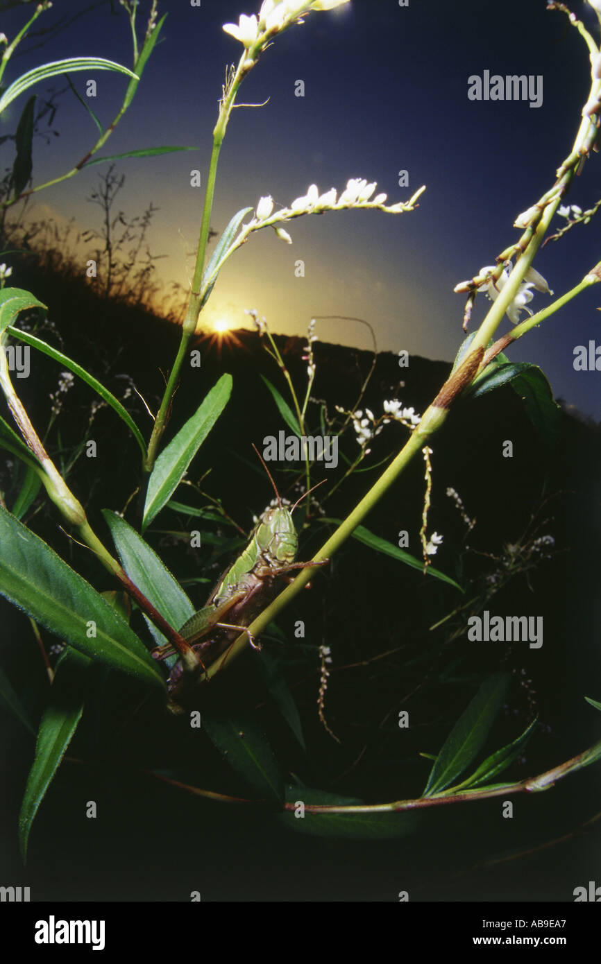 Marvelous World Insect Mantis Locust Stock Photo - Alamy