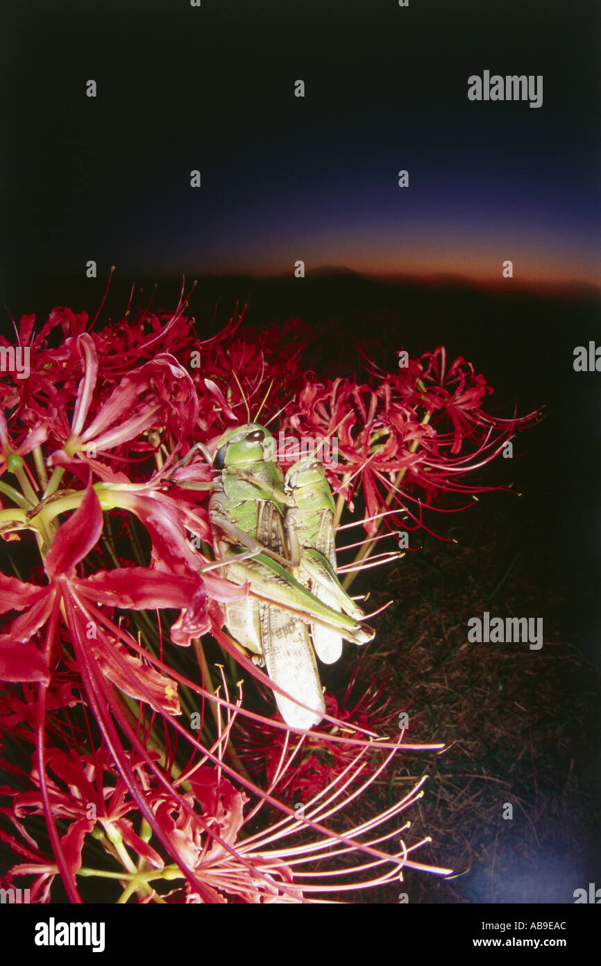 Marvelous World Insect Mantis Locust Stock Photo - Alamy