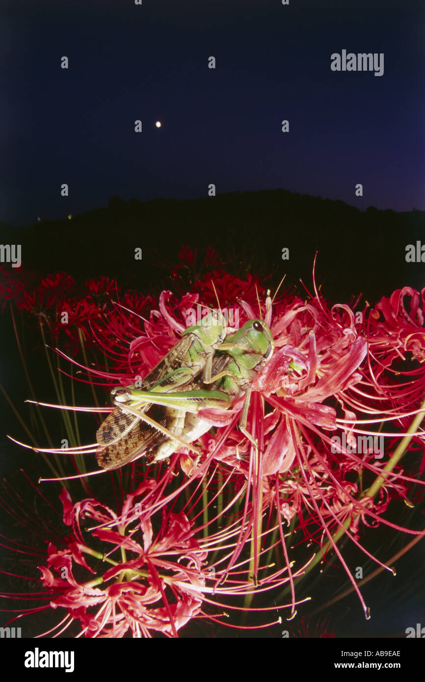 Marvelous World Insect Mantis Locust Stock Photo - Alamy