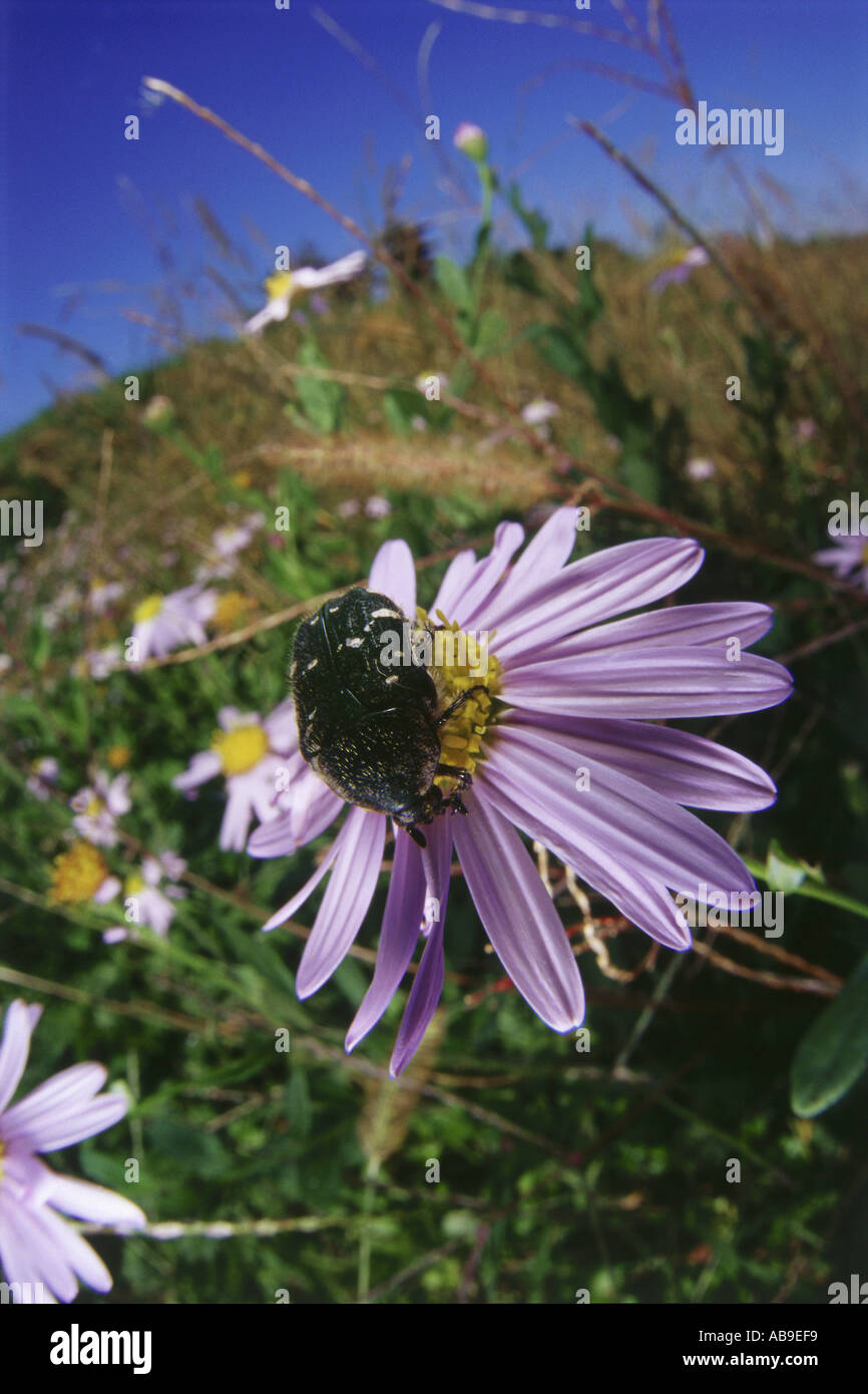 Marvelous World Insect Small Neighbours Stock Photo - Alamy