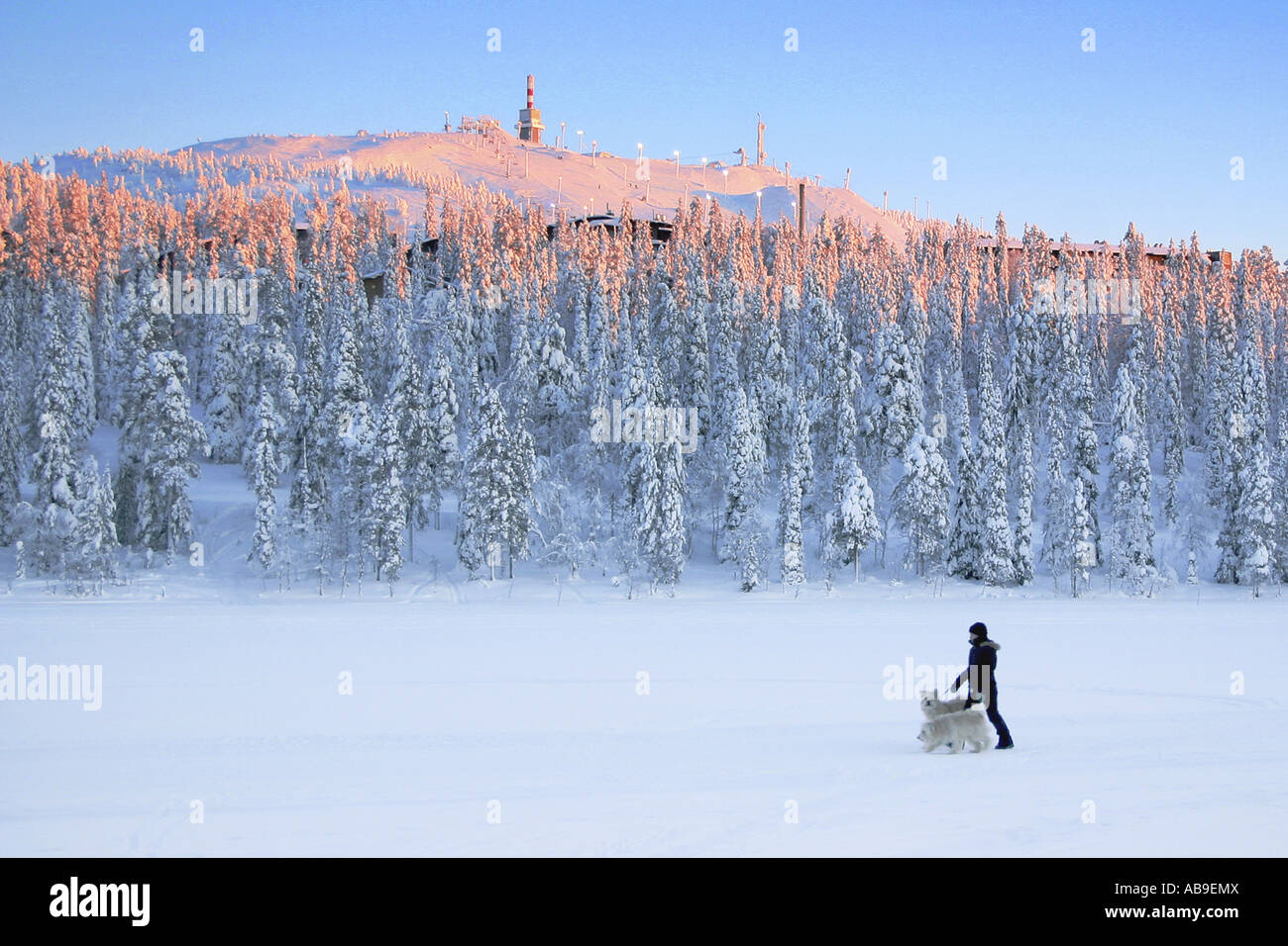 walking at dawn in Ruka, Finland, Lapland Stock Photo - Alamy