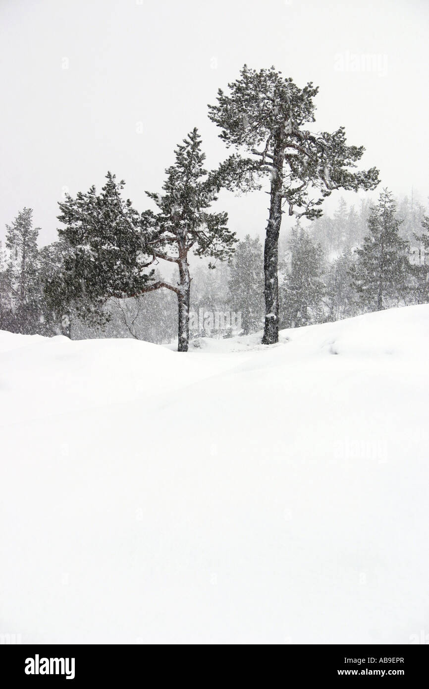 Snowfall at Levi, Finland, Levi Stock Photo - Alamy