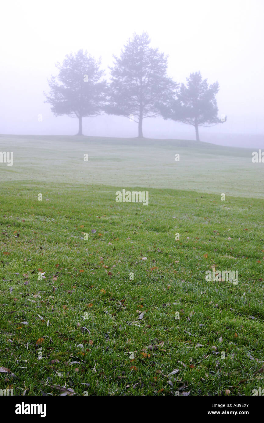 Misty trees, Finland Stock Photo - Alamy