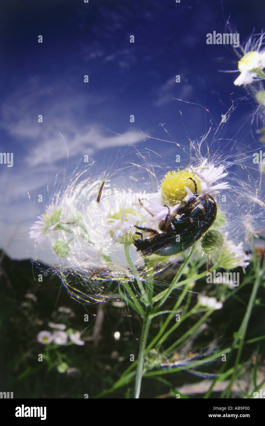 Marvelous World Insect Small Neighbours Stock Photo - Alamy