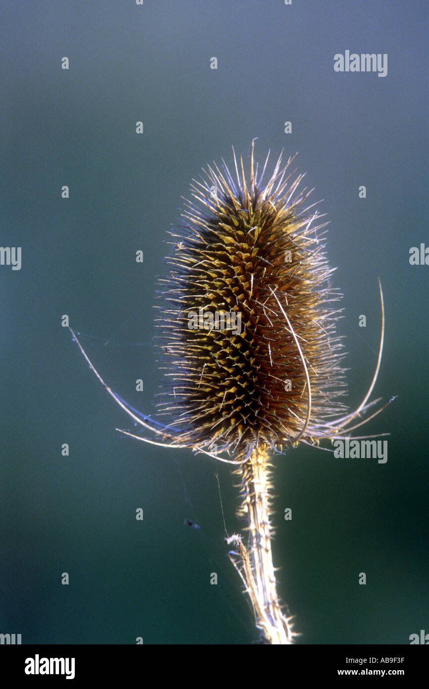 Teasel botany hi-res stock photography and images - Alamy