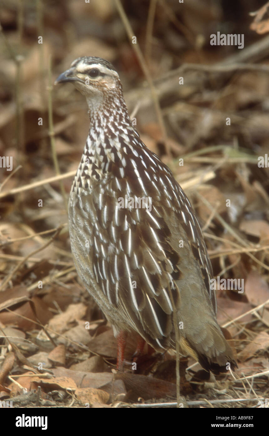Crested Francolin in Kruger Park Stock Photo - Alamy