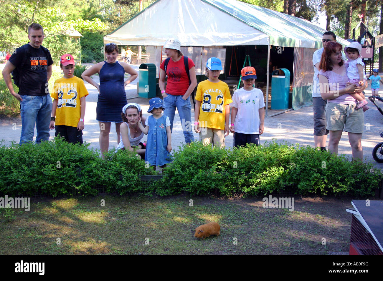 English Guinea pig (Cavia aperea f. porcellus), at the pet zoo, Finland ...