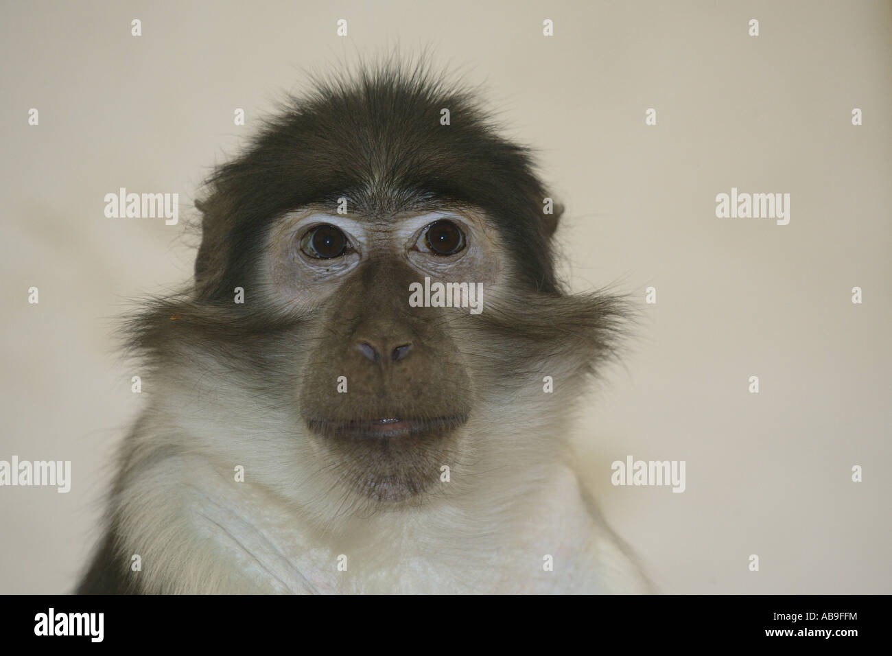 White-naped Mangabey, Sooty Mangabey (Cercocebus atys lunulatus ...