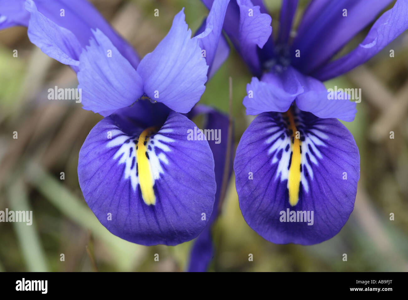 dwarf beardless iris (Iris reticulata), detail of flowers Stock Photo ...