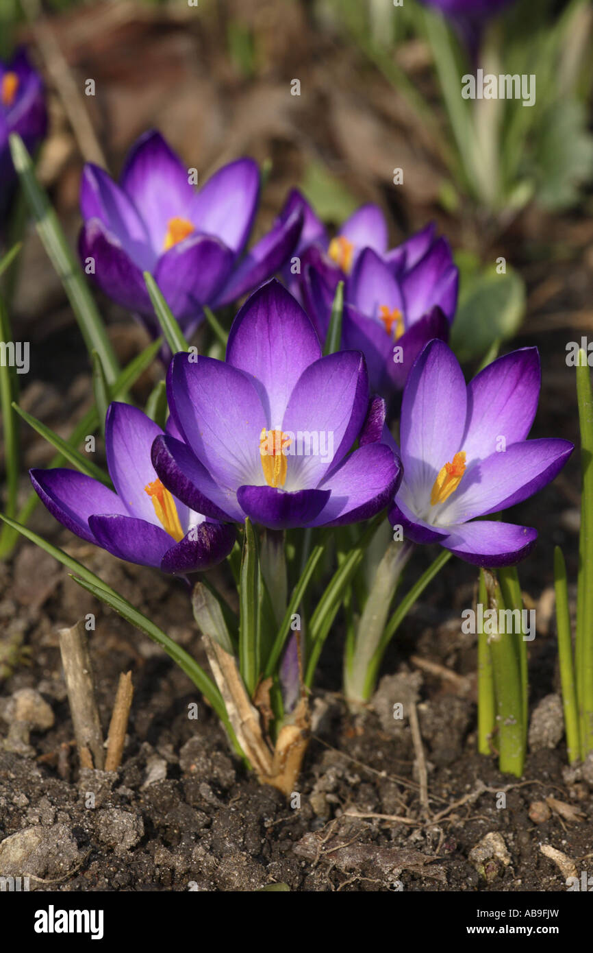 Dutch crocus, spring crocus (Crocus vernus, Crocus neapolitanus), lilac ...