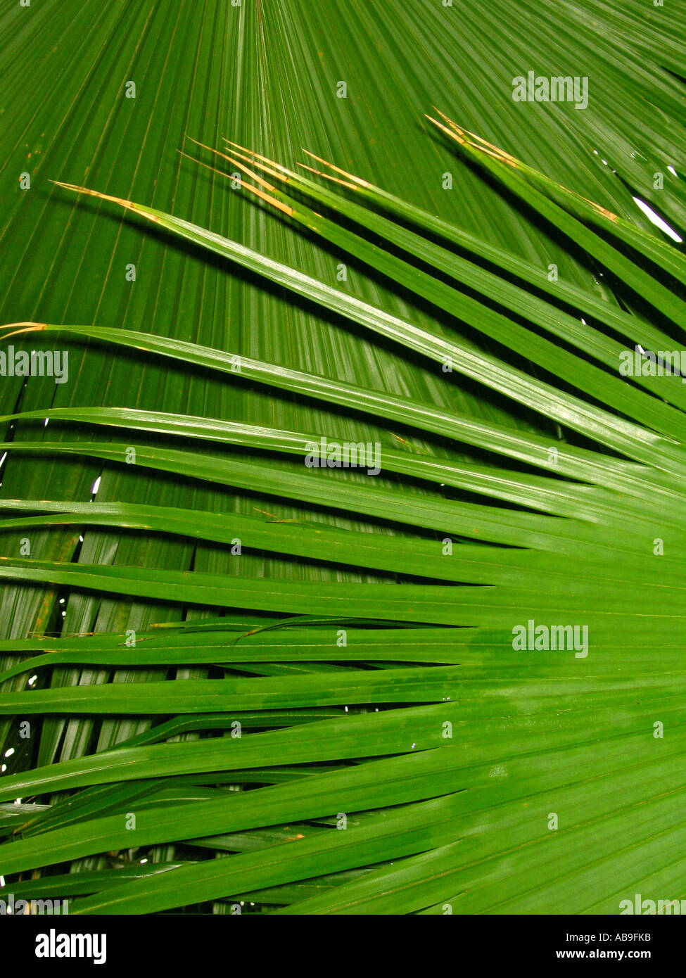 Overhanging foliage hi-res stock photography and images - Alamy