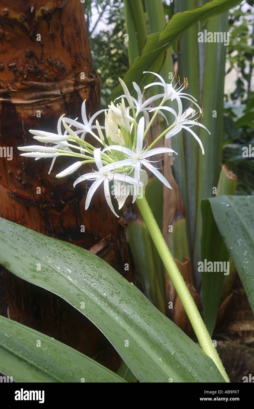 poisonbulb, crinum lily (Crinum asiaticum), inflorescence Stock Photo ...