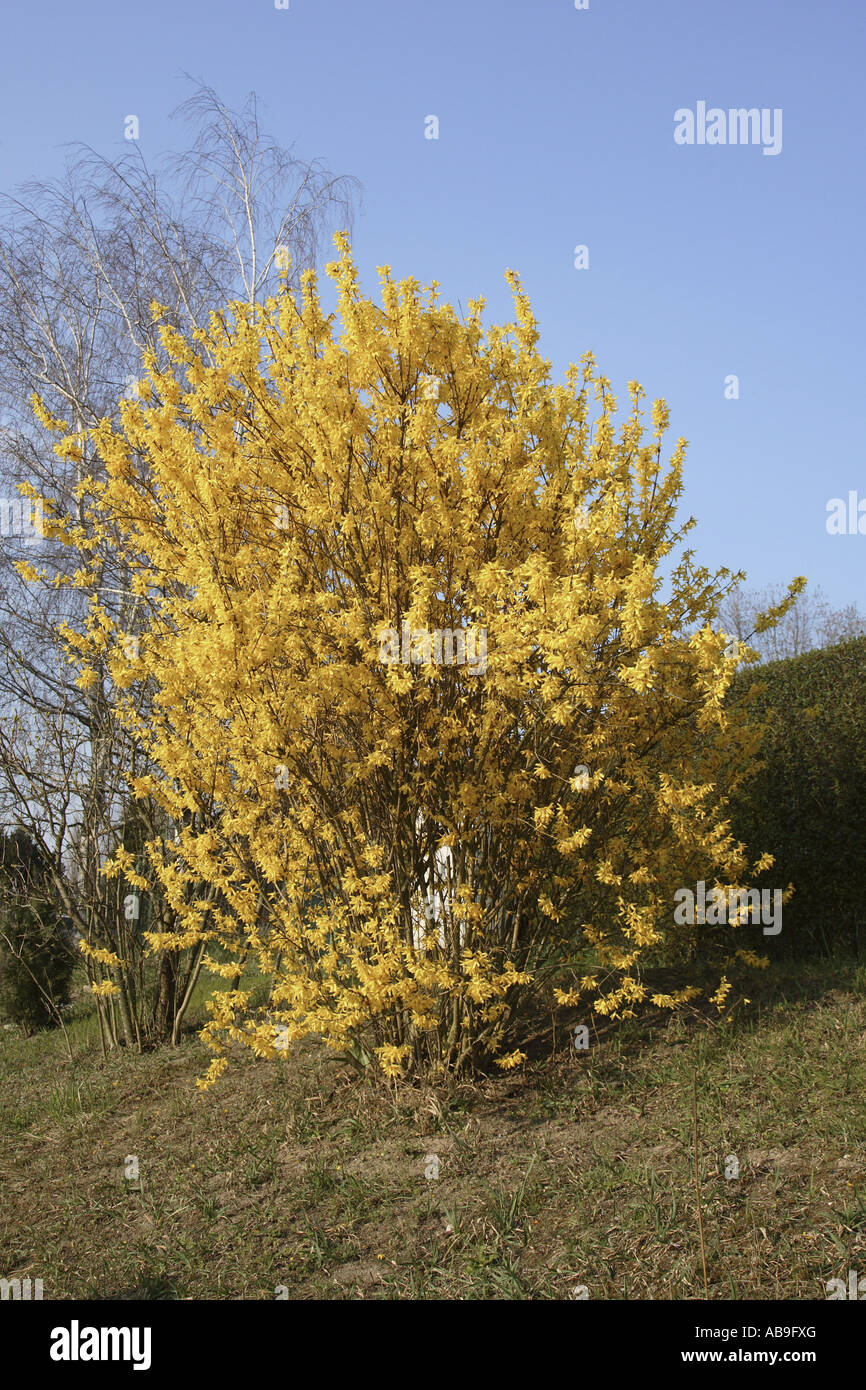 common forsythia (Forsythia x intermedia, Forsythia intermedia ...