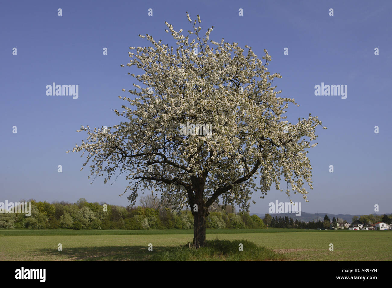 wild cherry, sweet cherry, gean, mazzard (Prunus avium), flowering ...