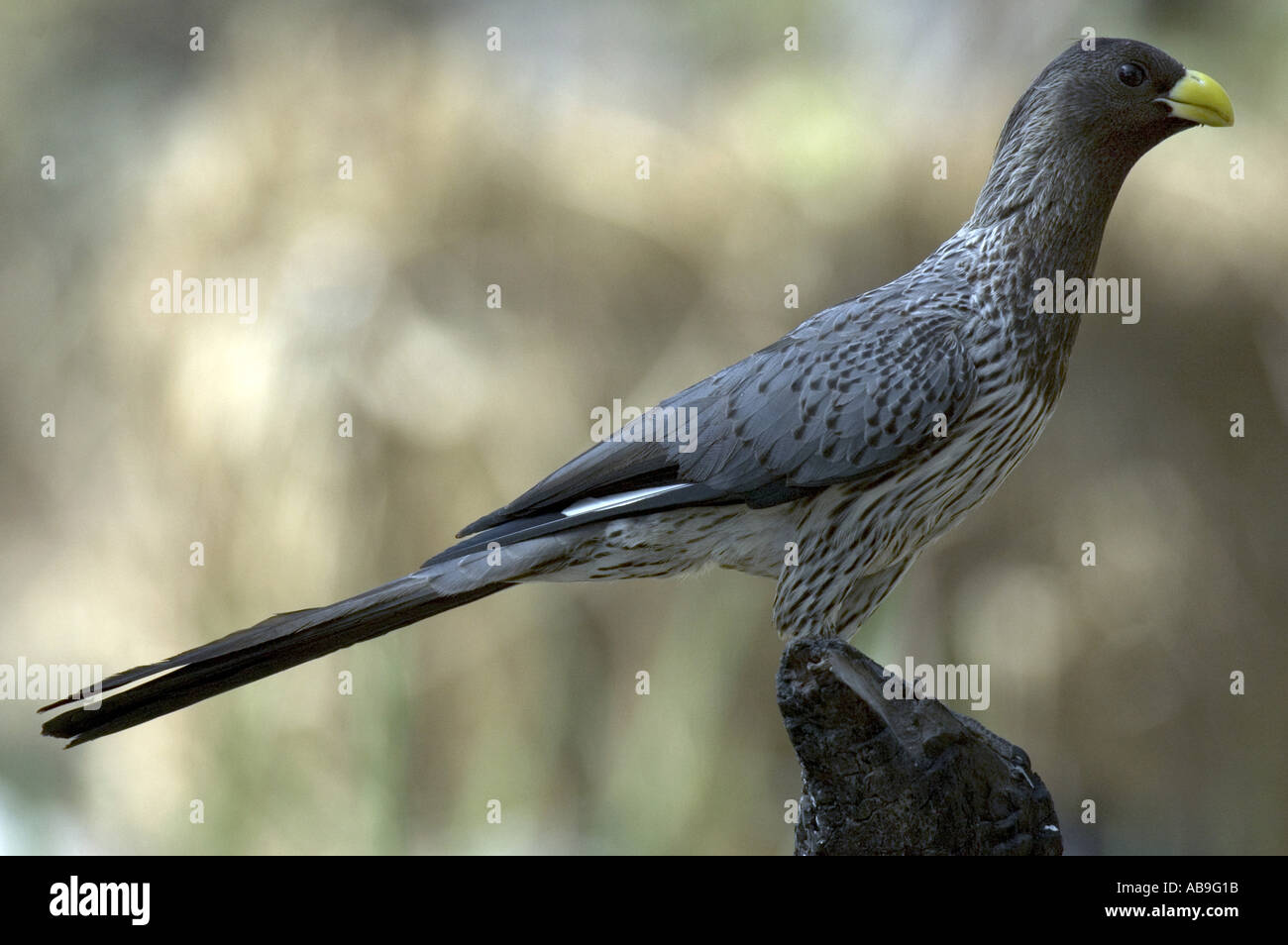 grey plantain-eater (Crinifer piscator), on lookout, Senegal, Casamance ...