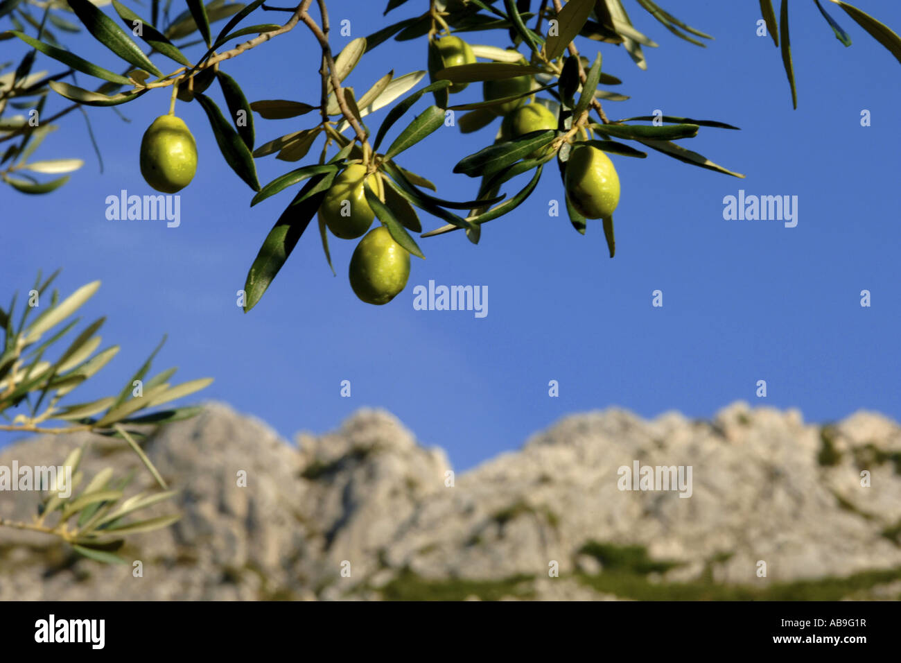 olive tree (Olea europaea ssp. sativa), fruits at twigs, France ...
