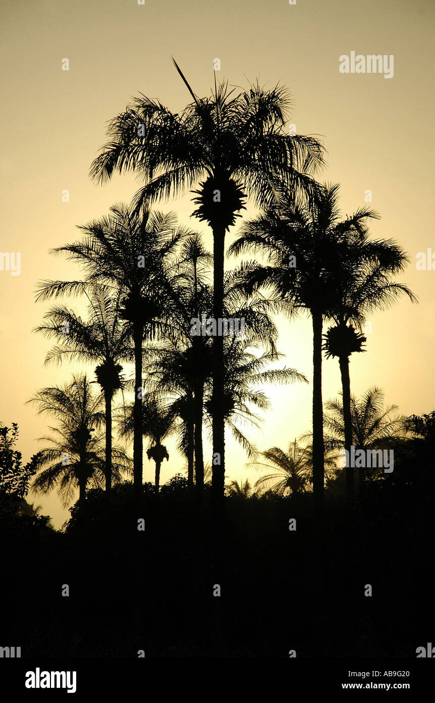 palm trees at sunset, palm tree forest in evening light, Senegal ...