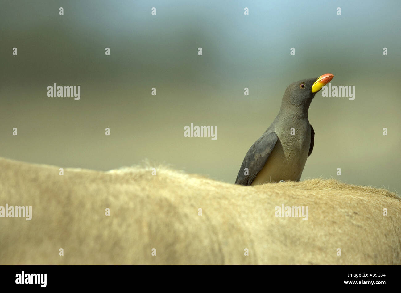 yellow-billed oxpecker (Buphagus africanus), on cattle, Senegal ...