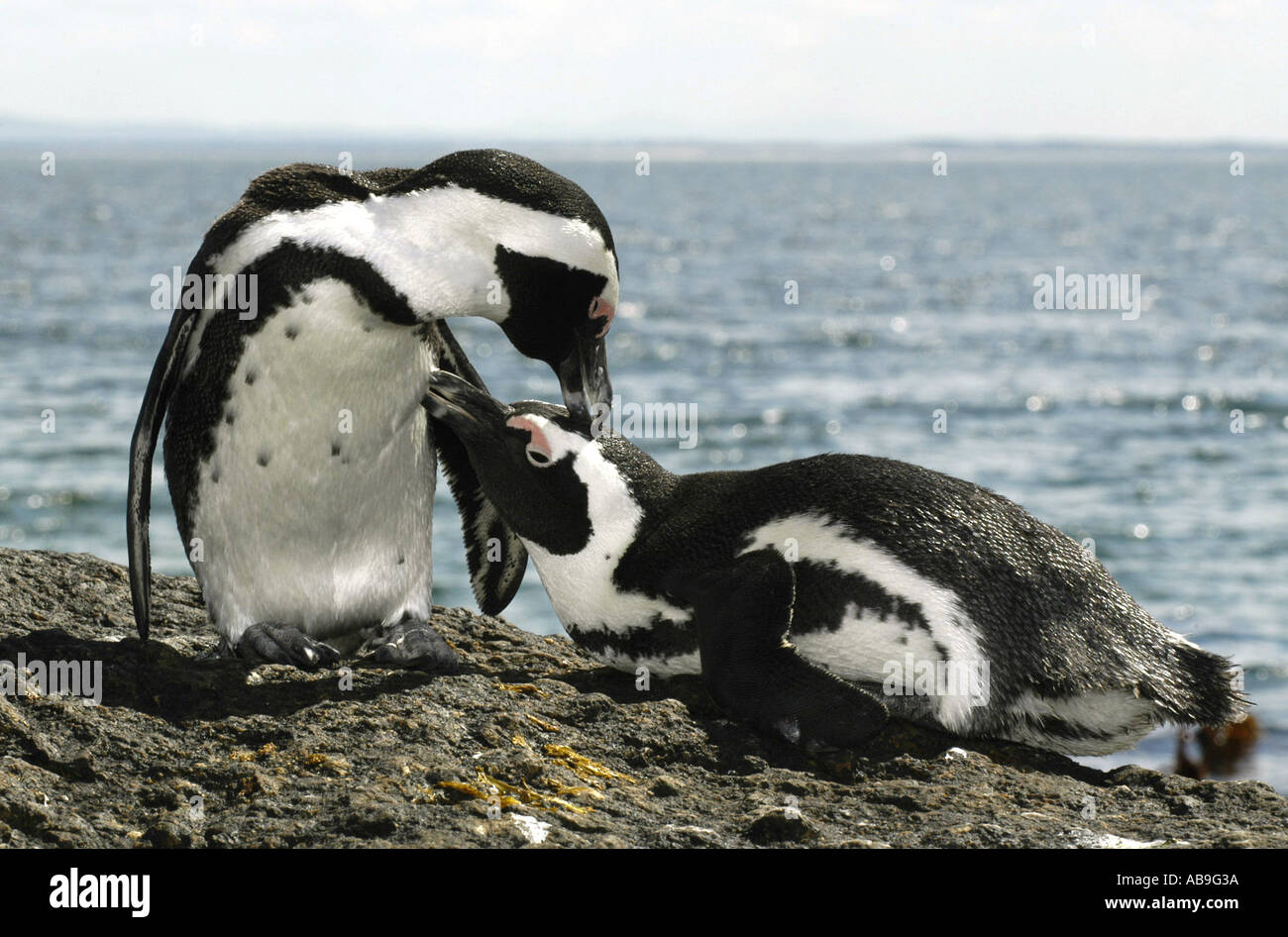 Penguin hygiene hi-res stock photography and images - Alamy