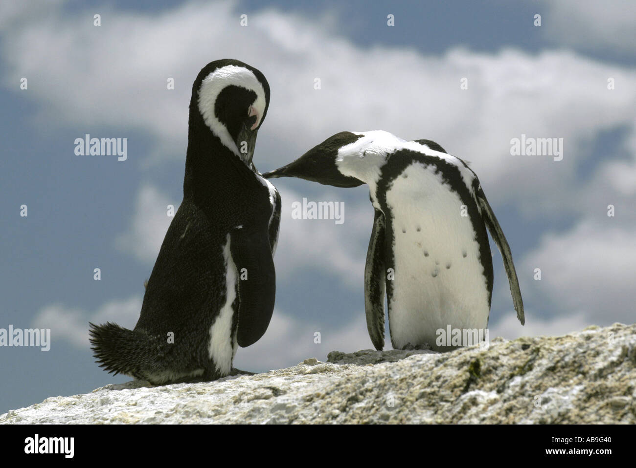 Penguin hygiene hi-res stock photography and images - Alamy