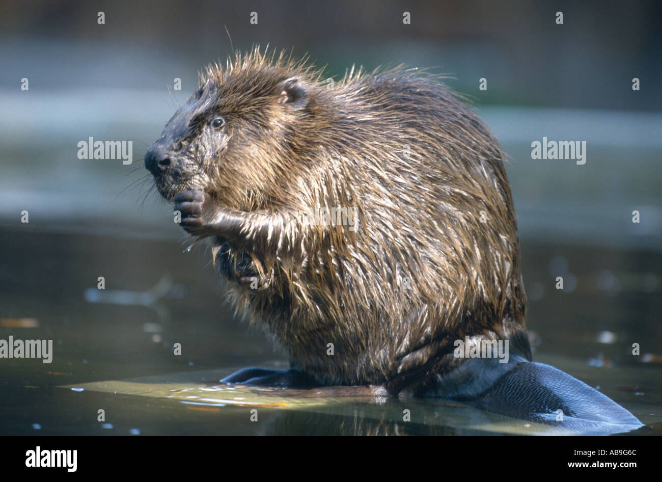 Eurasian beaver, European beaver (Castor fiber), grooming, Germany ...