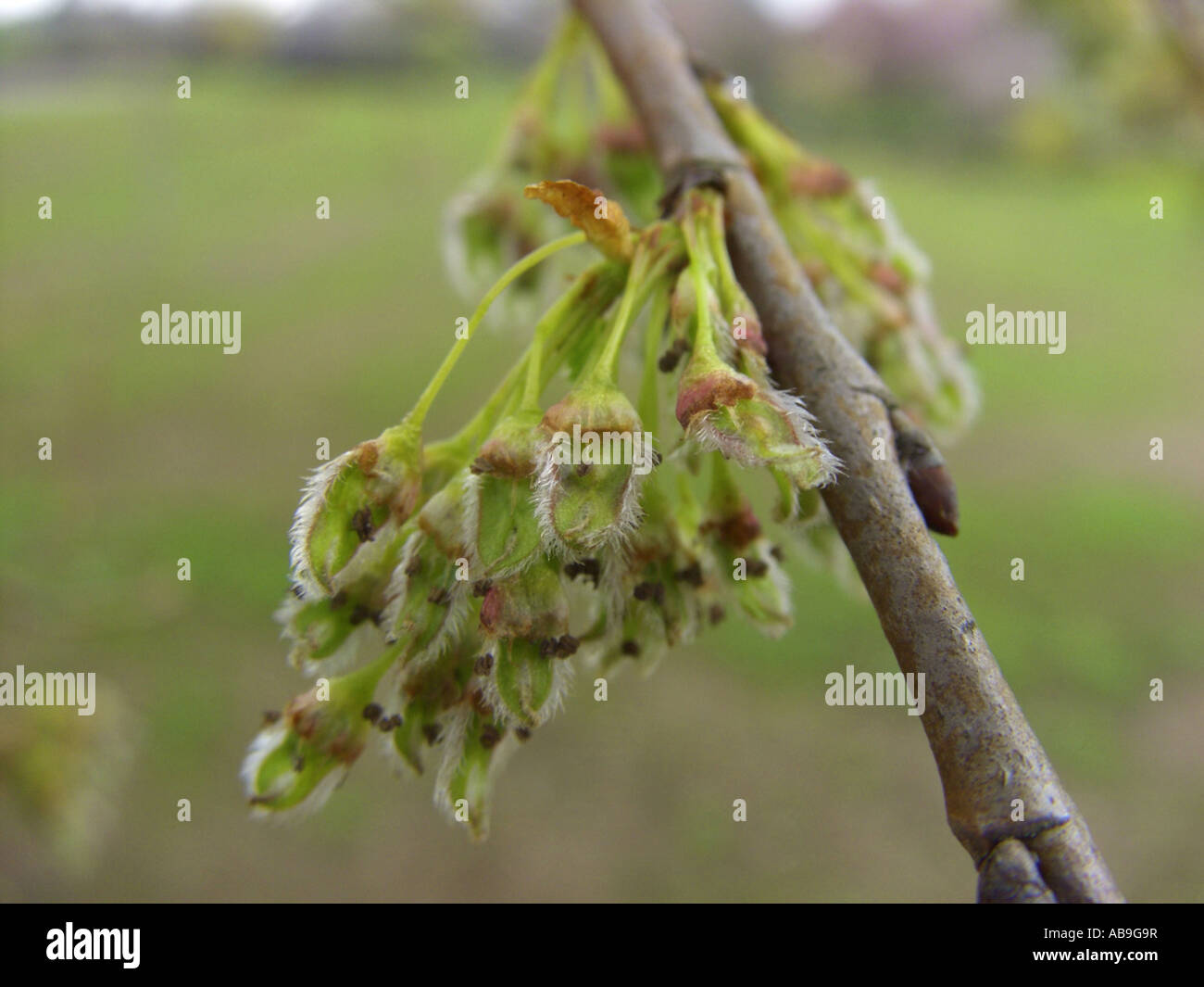 American elm ulmus americana hi-res stock photography and images - Alamy