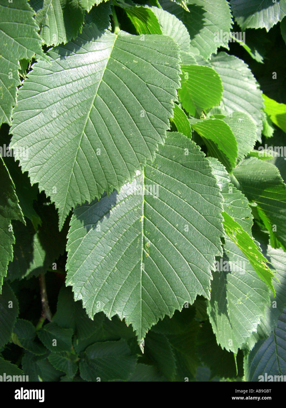 Scotch elm, wych elm (Ulmus glabra, Ulmus scabra), leaves Stock Photo - Alamy