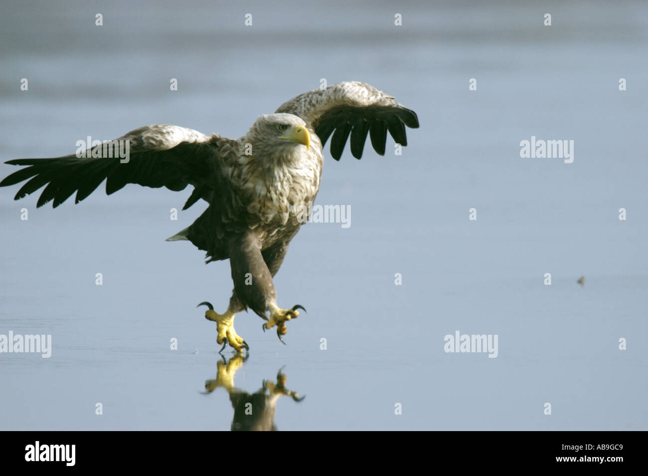 Goose stepping hi-res stock photography and images - Alamy