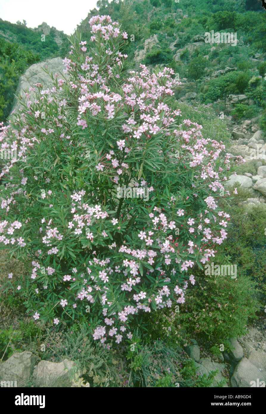 oleander (Nerium oleander), wild-growing Stock Photo - Alamy