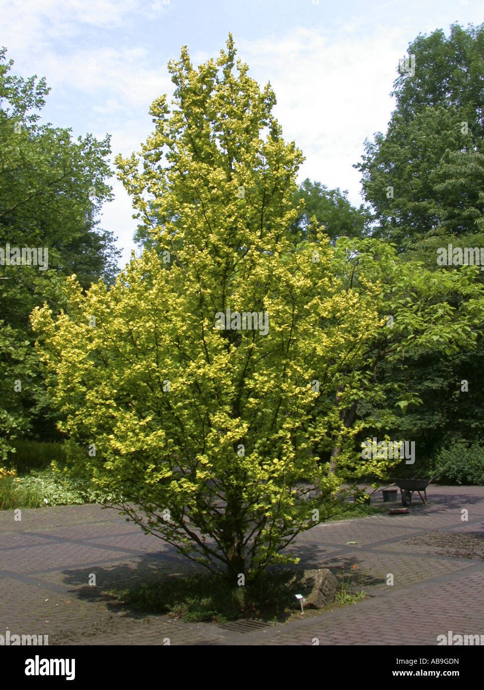 Golden Elm, Smooth-leaf Elm (Ulmus minor 'Wredei', Ulmus minor Wredei ...